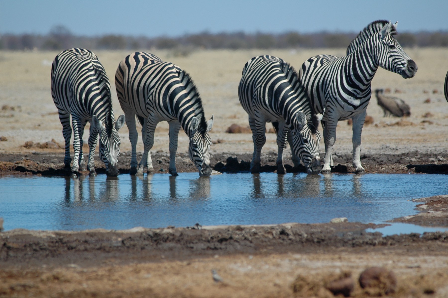 Zimbabwe and Botswana Game Tracker - Southern Exposure Tours