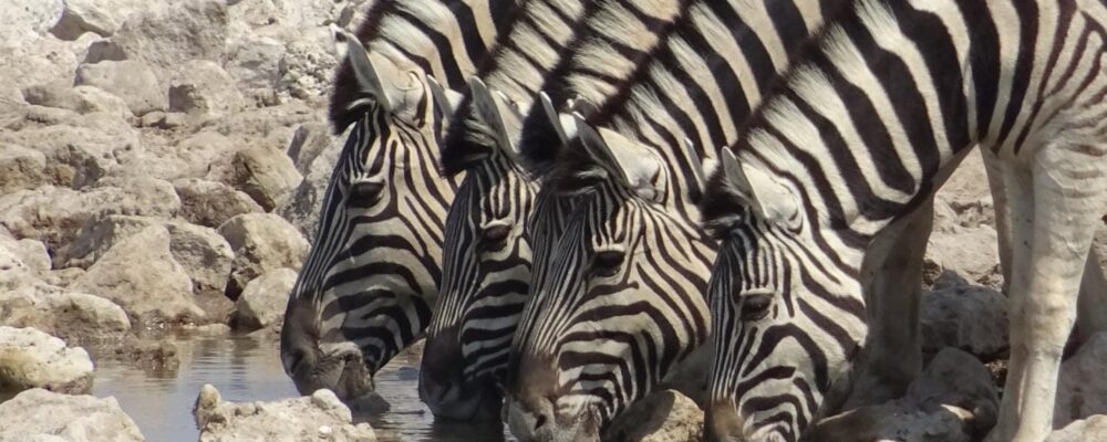 Home - Southern Exposure Tours